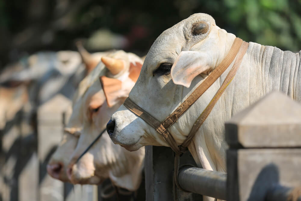 Harga Sapi Termahal, Bisa Dapet Mobil Apa Saja Sih?